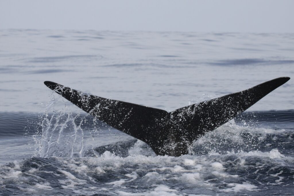 Building On The Success Of Oregon’s Marine Reserves | Dick Anderson ...